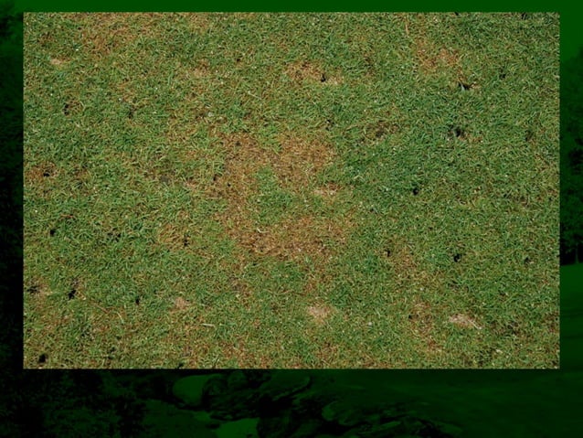 Bentgrass Root Diseases: Diagnosis and Management | PPT