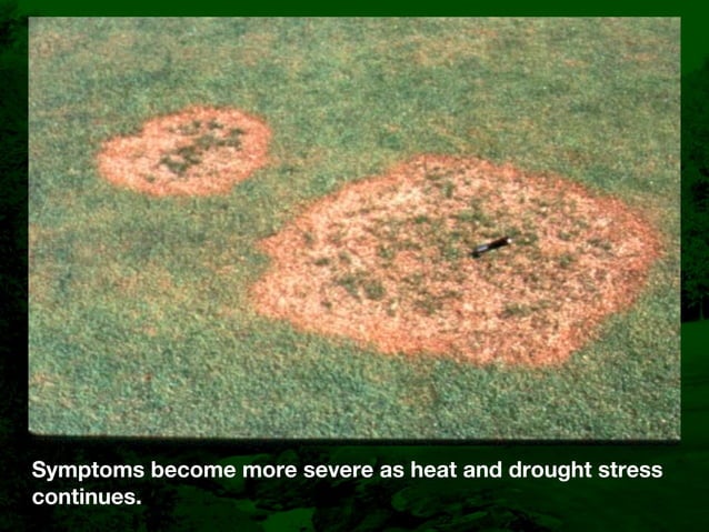Bentgrass Root Diseases: Diagnosis and Management | PPT