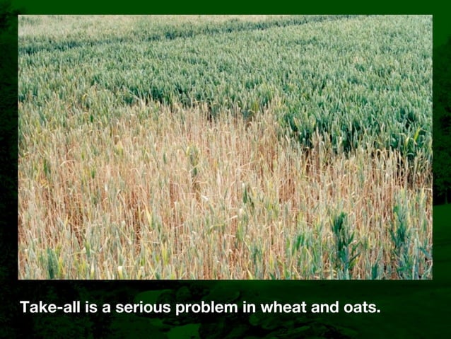 Bentgrass Root Diseases: Diagnosis and Management | PPT