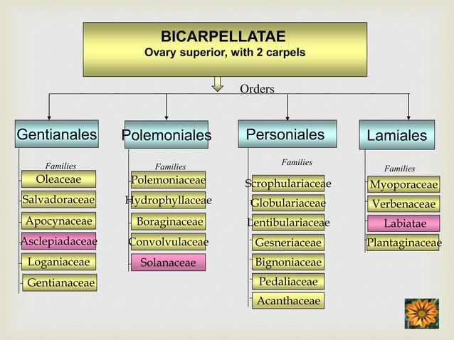 Bentham and hooker classification | PPTX | Gardening | Home & Garden
