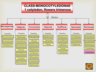 Bentham and hooker classification | PPTX