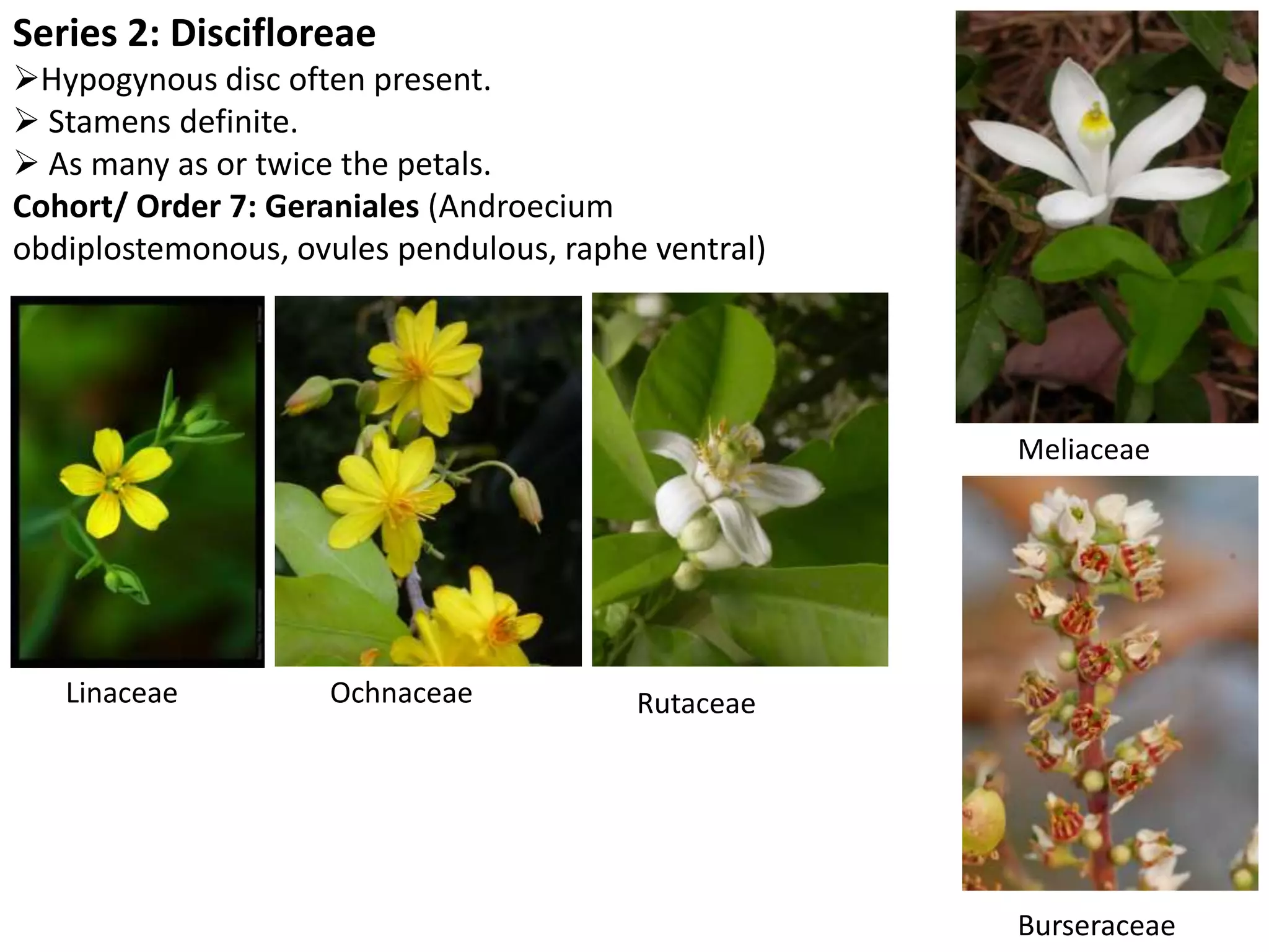 Bentham and hooker system of classification | PPTX