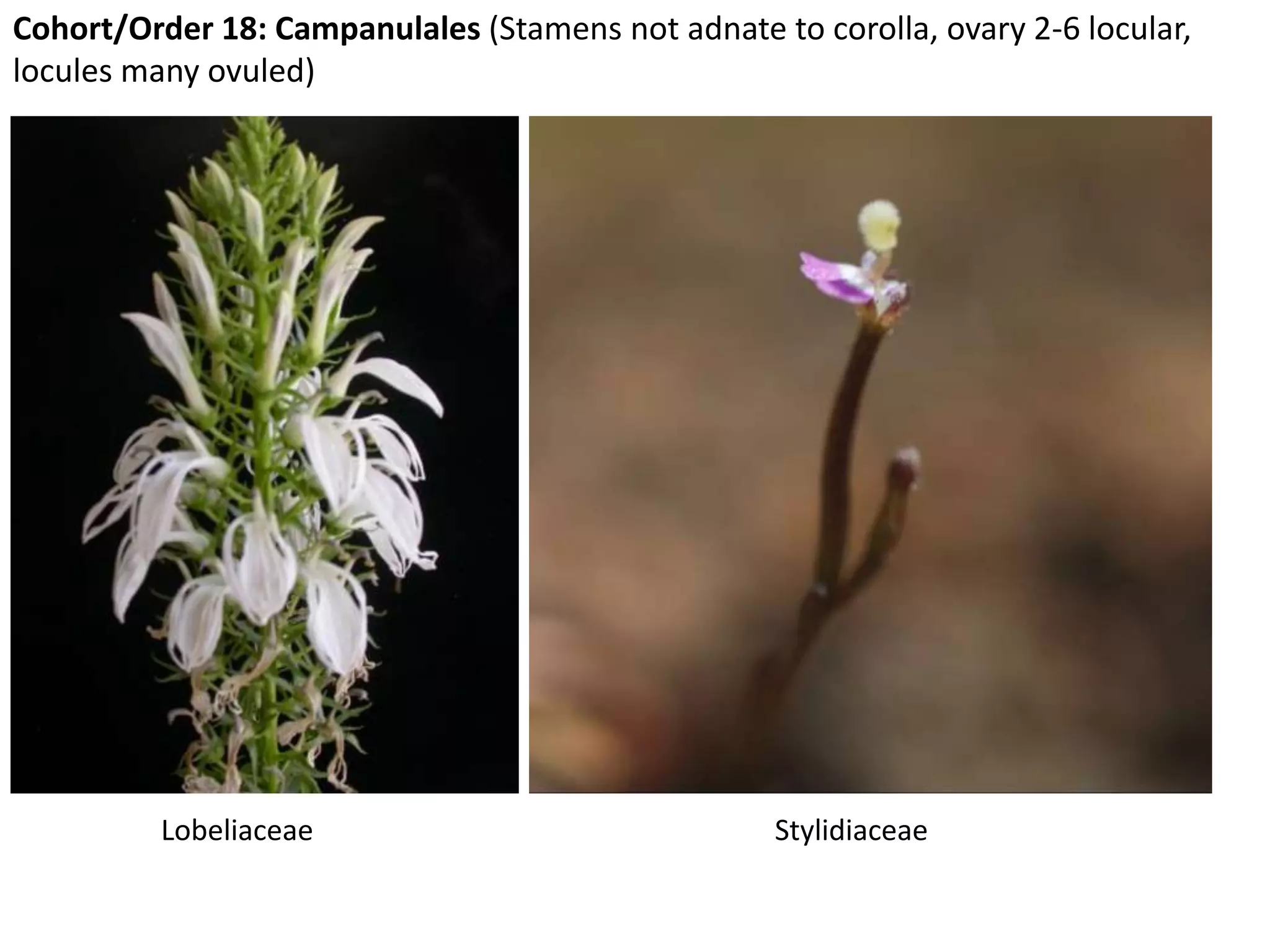Bentham and hooker system of classification | PPTX