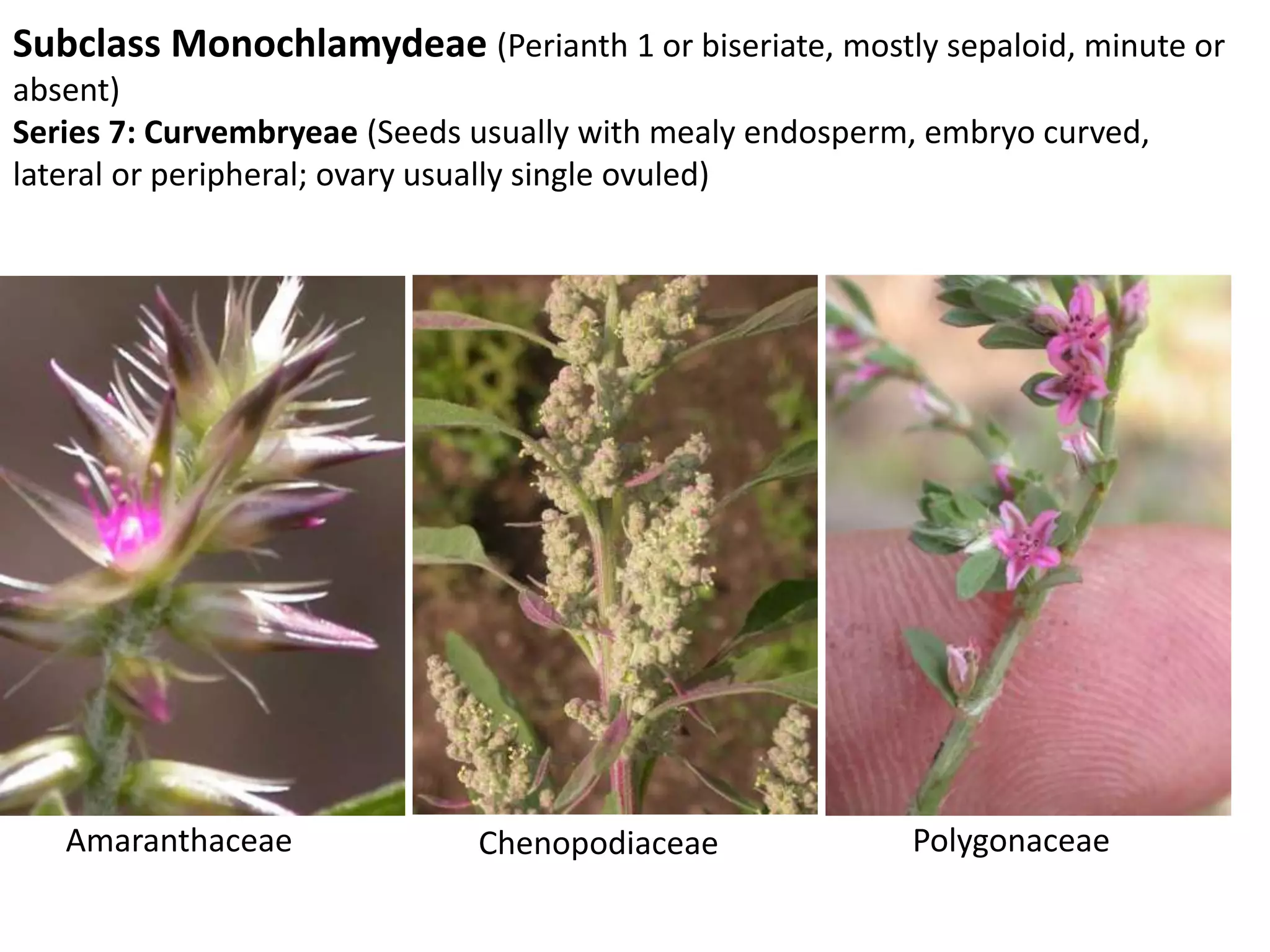 Bentham and hooker system of classification | PPTX