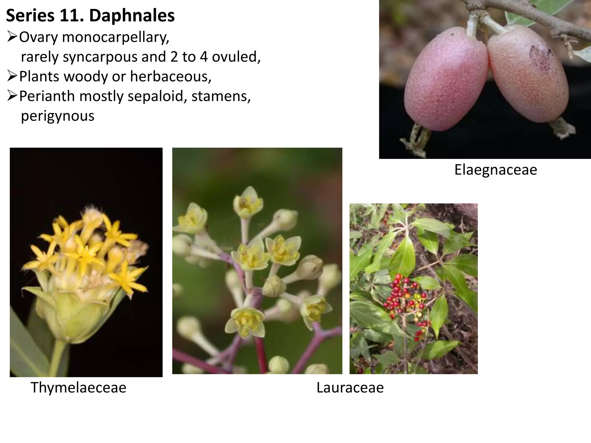 Bentham and hooker system of classification | PPTX