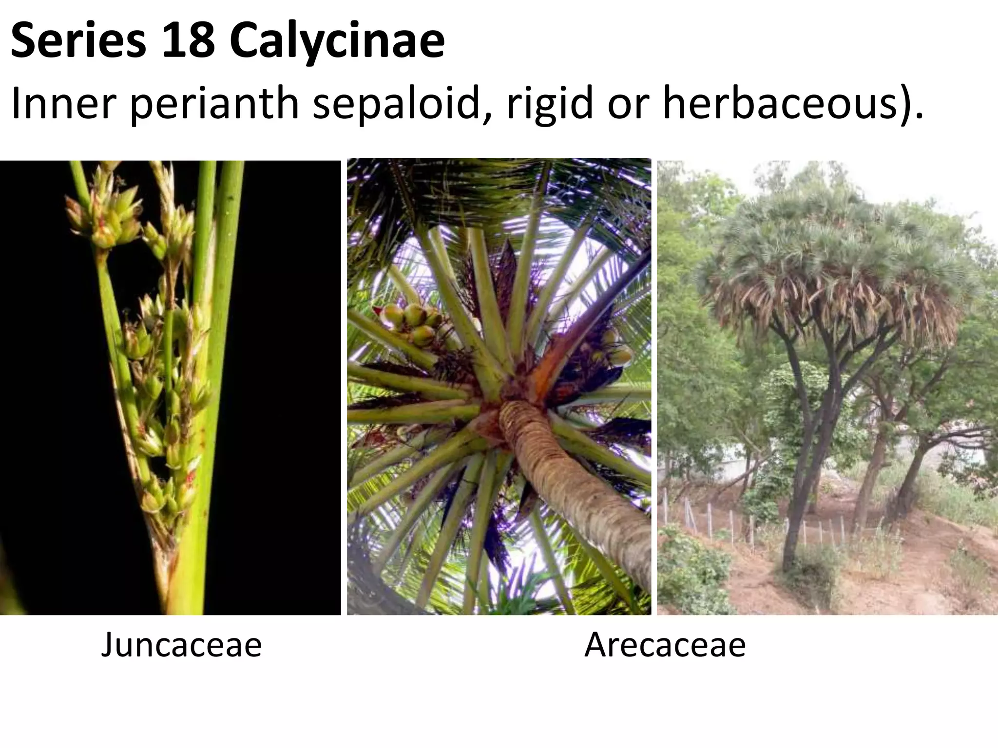 Bentham and hooker system of classification | PPTX