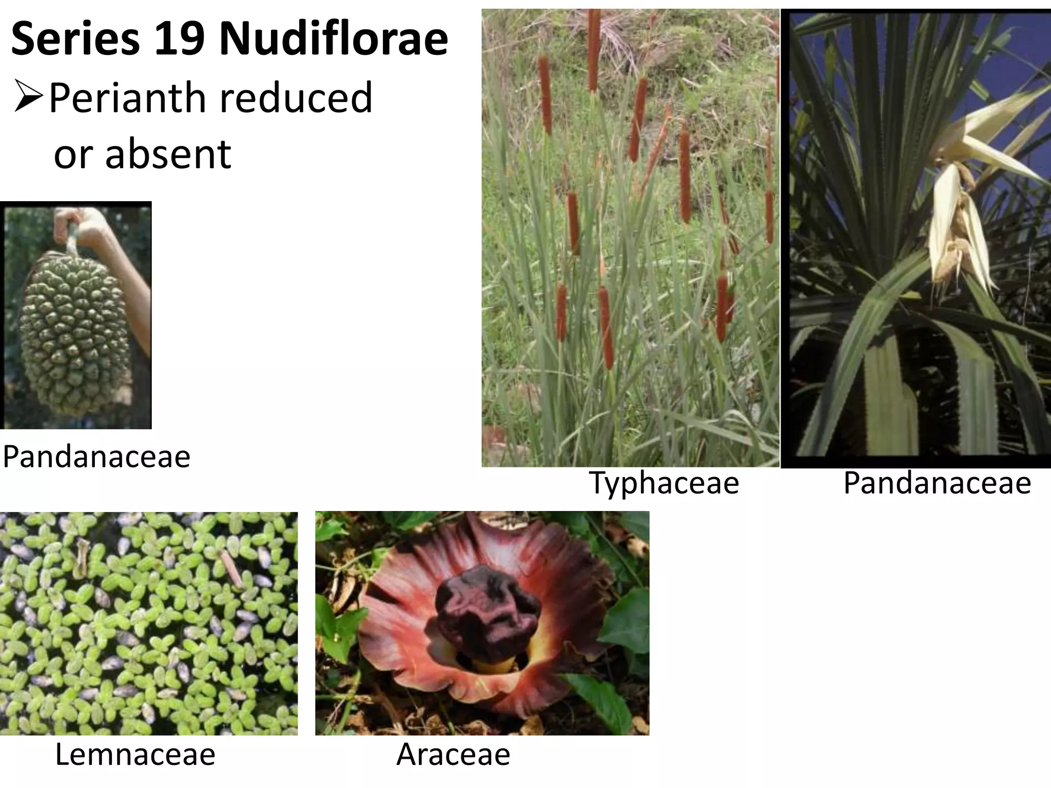 Bentham and hooker system of classification | PPTX