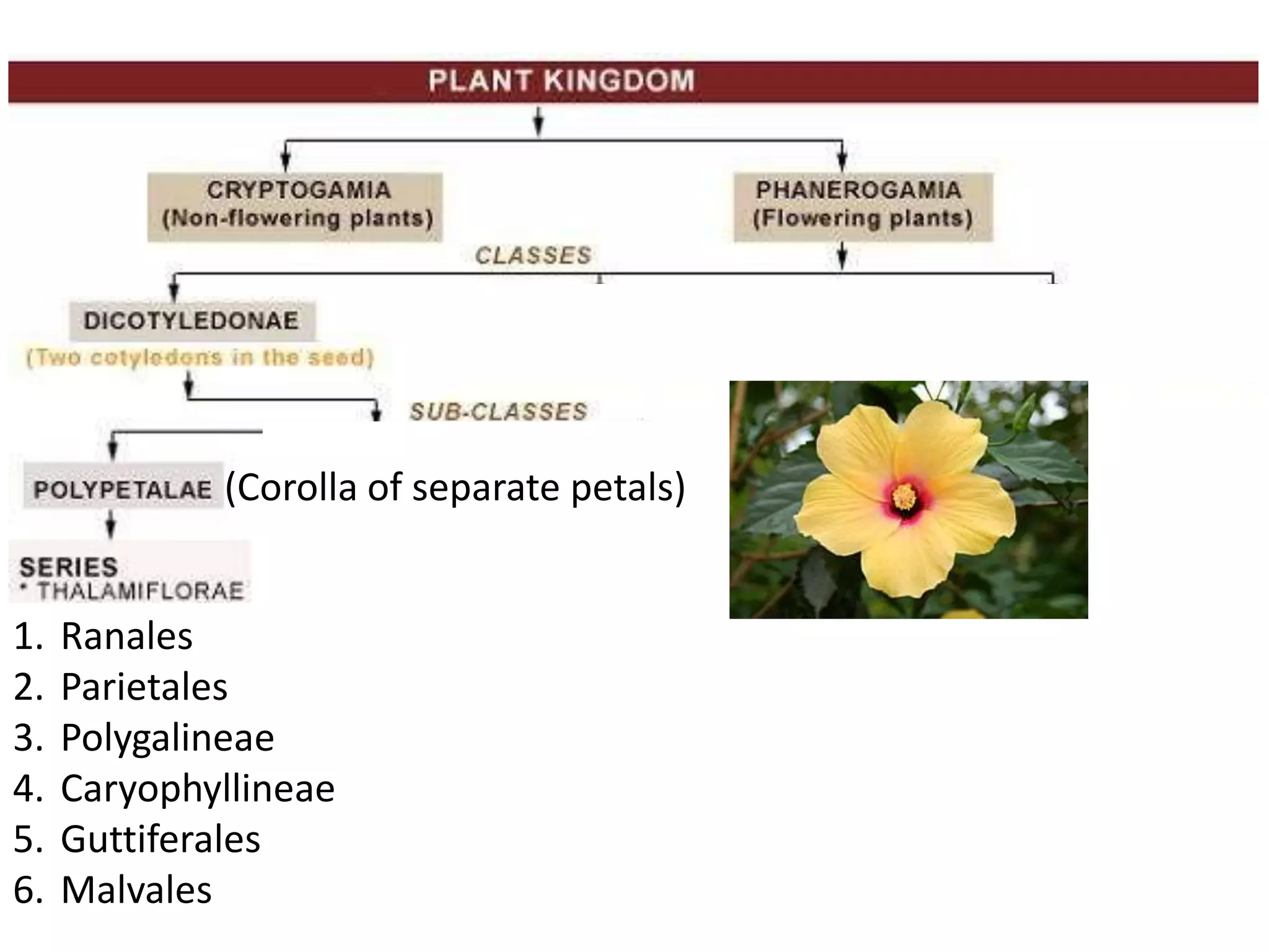 Bentham and hooker system of classification | PPTX