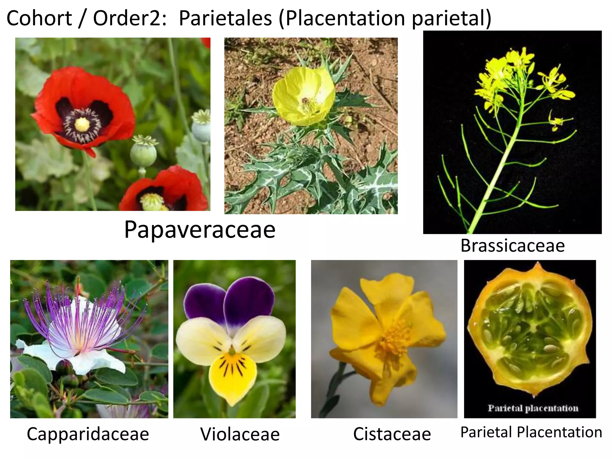 Bentham and hooker system of classification | PPTX