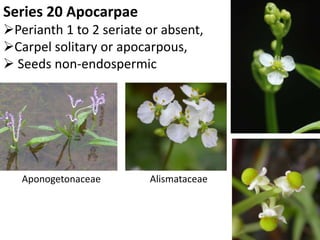 Bentham and hooker system of classification | PPTX