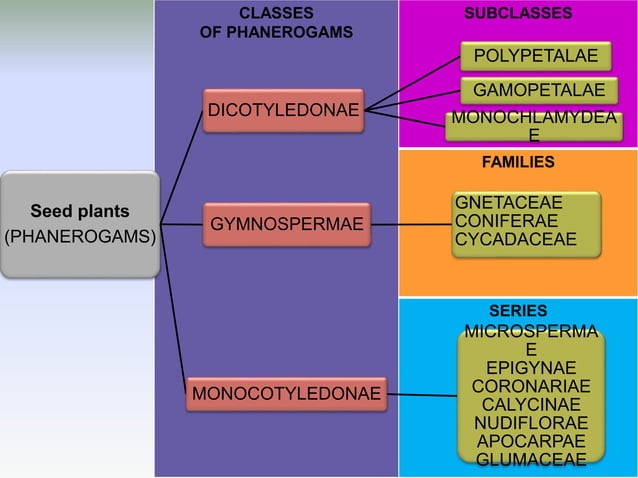 BENTHAM AND HOOKER SYSTEM OF CLASSIFICATION.pptx | Gardening | Home & Garden