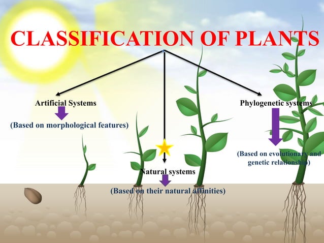 Classification of Plants : Bentham & Hooker | PPTX