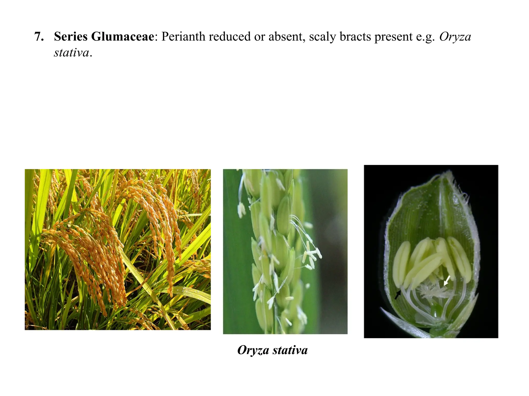 Bentham & hooker- natural system of classification.pptx