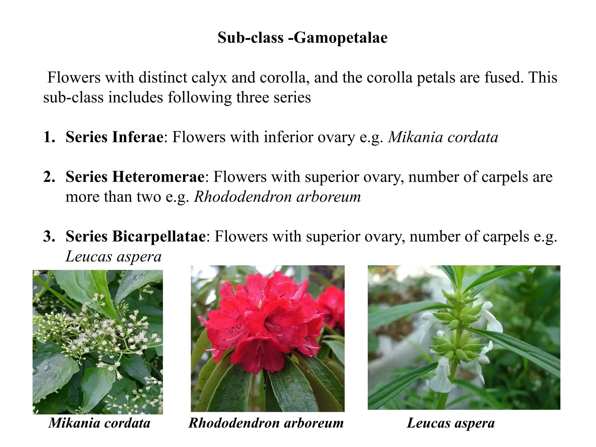 Bentham & hooker- natural system of classification.pptx