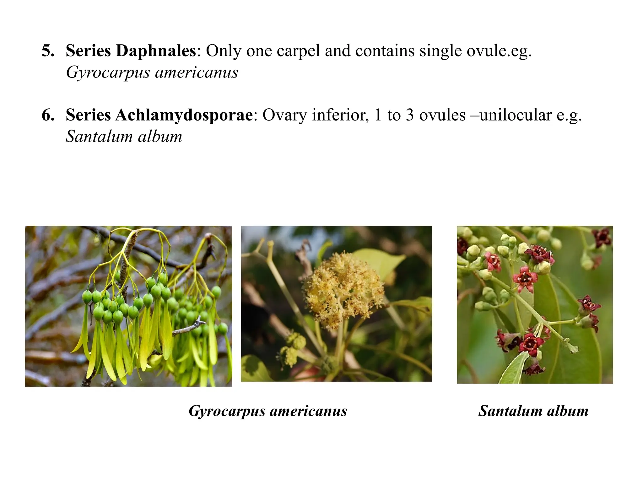 Bentham & hooker- natural system of classification.pptx