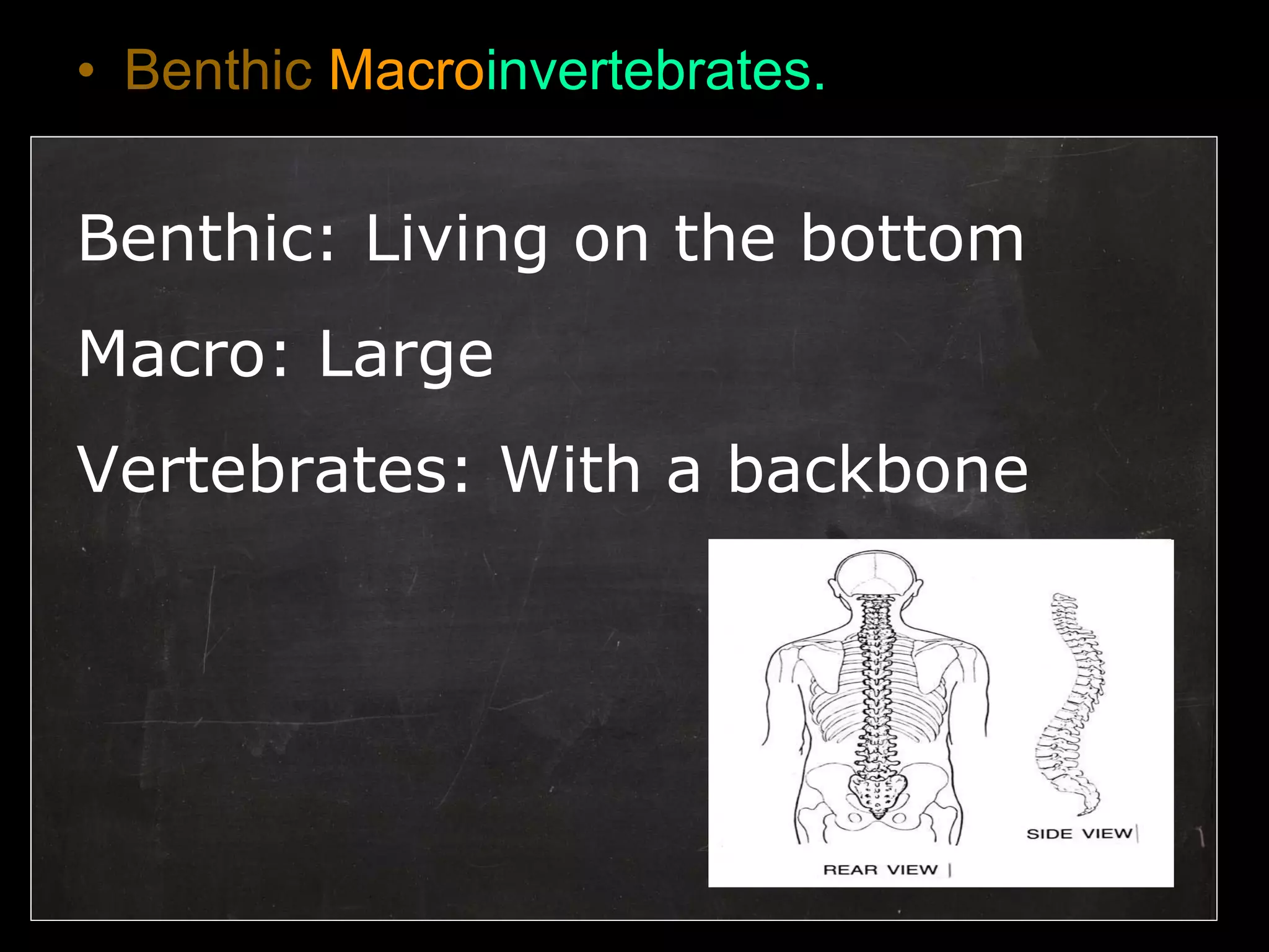Benthic Macroinvertebrates Lesson PowerPoint, Water Quality, Insects | PPT