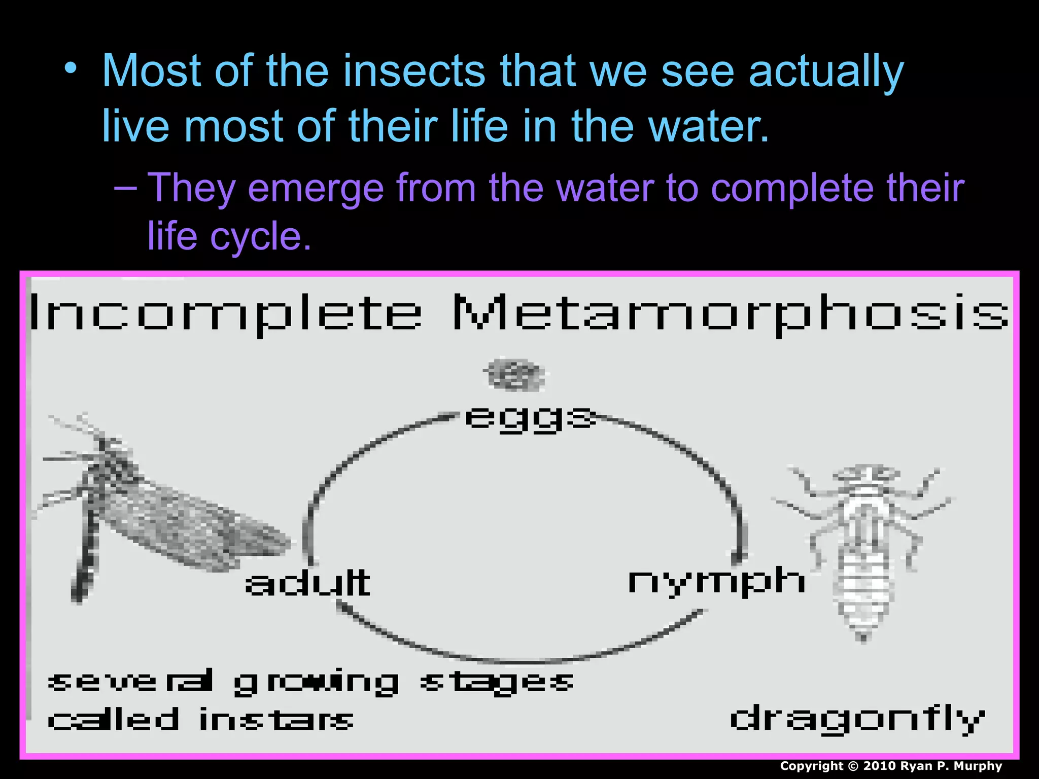 Benthic Macroinvertebrates Lesson PowerPoint, Water Quality, Insects | PPT