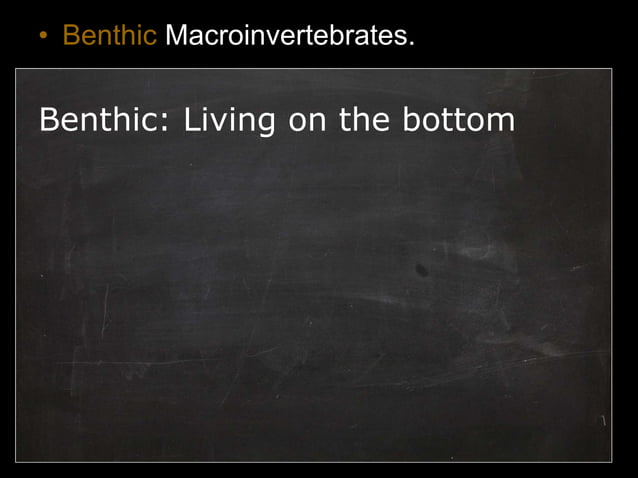 Benthic Macroinvertebrates Lesson PowerPoint, Water Quality, Insects | PPT