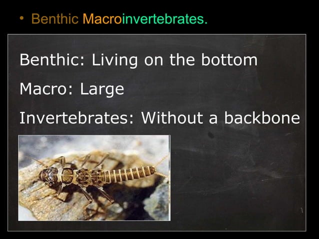 Benthic Macroinvertebrates Lesson PowerPoint, Water Quality, Insects | PPT