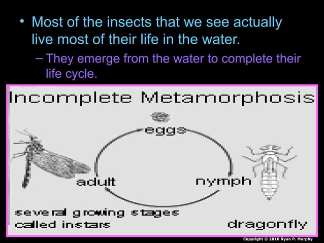 Benthic Macroinvertebrates Lesson PowerPoint, Water Quality, Insects | PPT