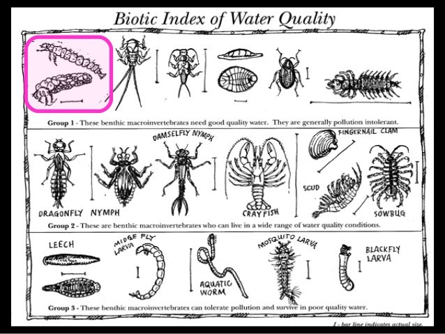 Aquatic Insect Anatomy Mayfly Delaware River