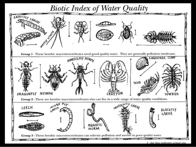 Benthic Macroinvertebrates Lesson PowerPoint, Water Quality, Insects