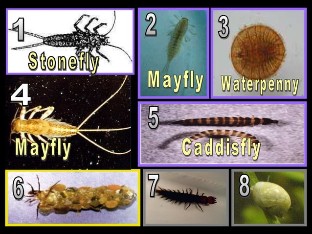 Name that Benthic Macroinvertebrates Quiz, Aquatic Insects | PPT