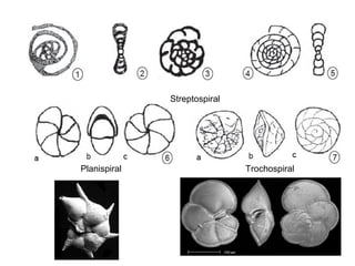 Benthic foraminifera | PPT