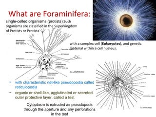 Foraminifera Labeled Diagram