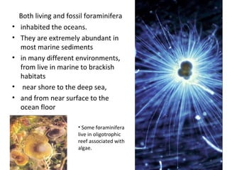 Benthic foraminifera | PPT