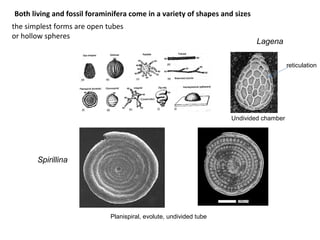 Benthic foraminifera | PPT