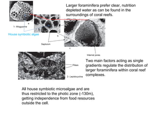 Foraminiferans Live Rock