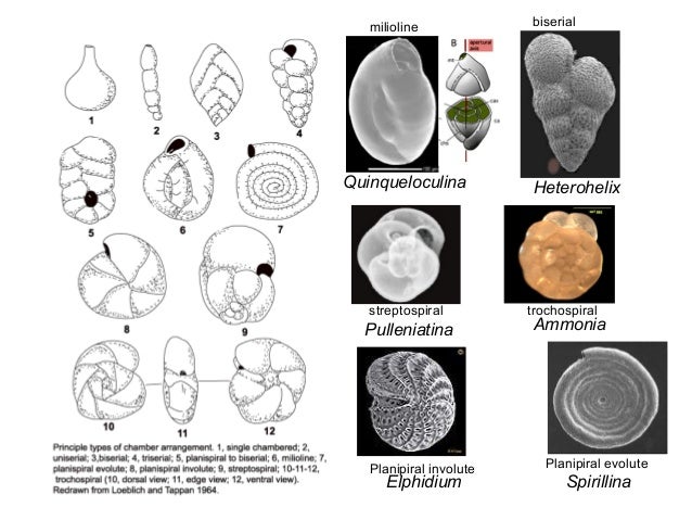 Benthic foraminifera