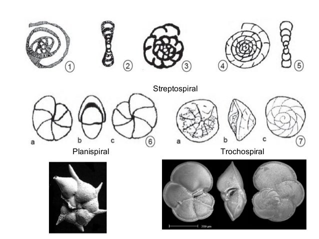 Benthic foraminifera