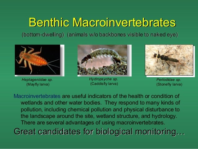 Benthic macroinvertebrates