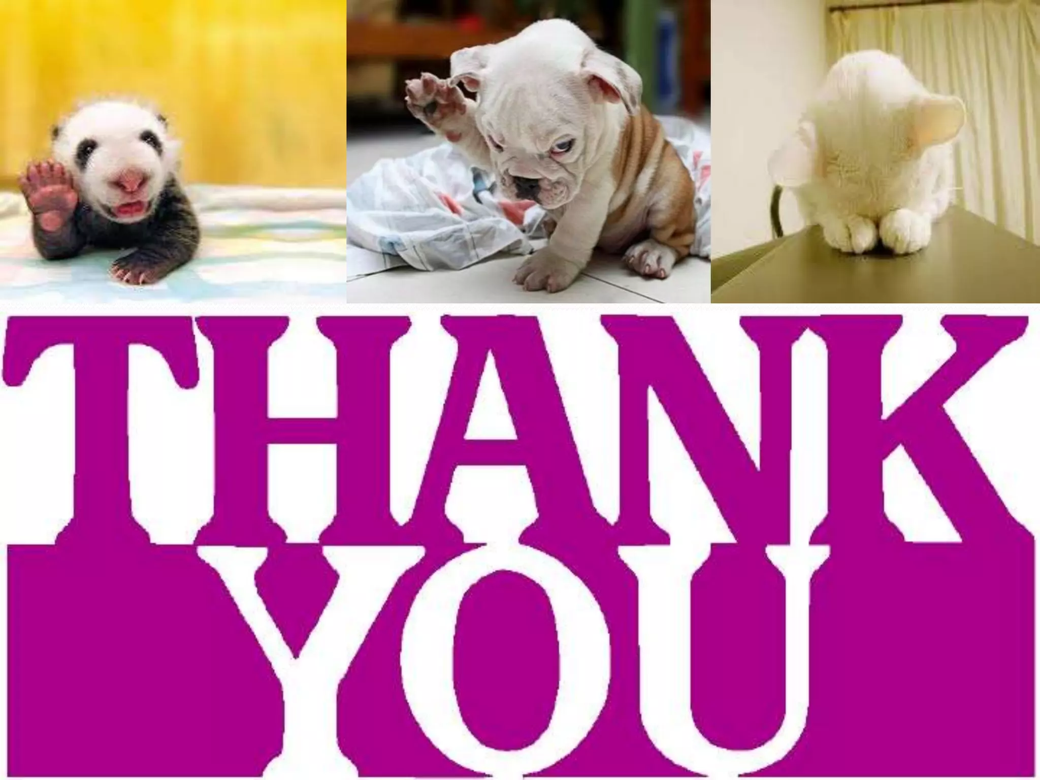 Benthic ocean animals done | PPTX