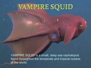 Benthic ocean animals done | PPTX