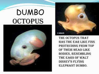 Benthic ocean animals done | PPTX | Fish and Aquariums | Pets