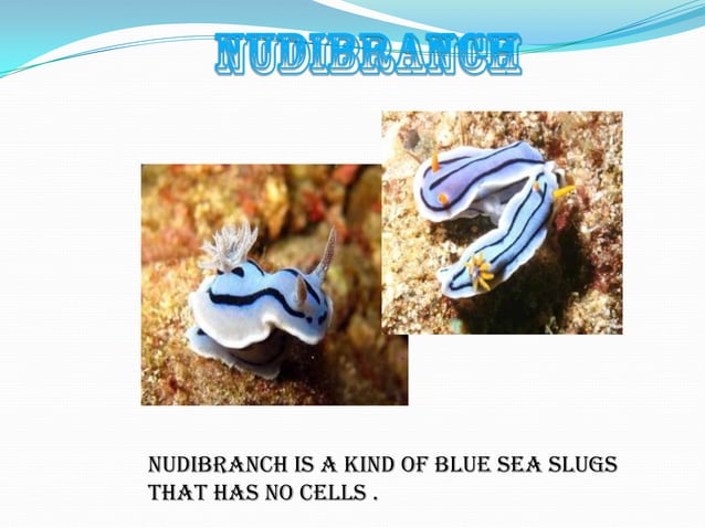 Benthic ocean animals done | PPTX | Fish and Aquariums | Pets