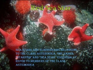 Benthic ocean animals done | PPTX