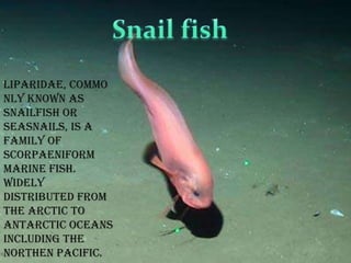 Benthic ocean animals done | PPTX