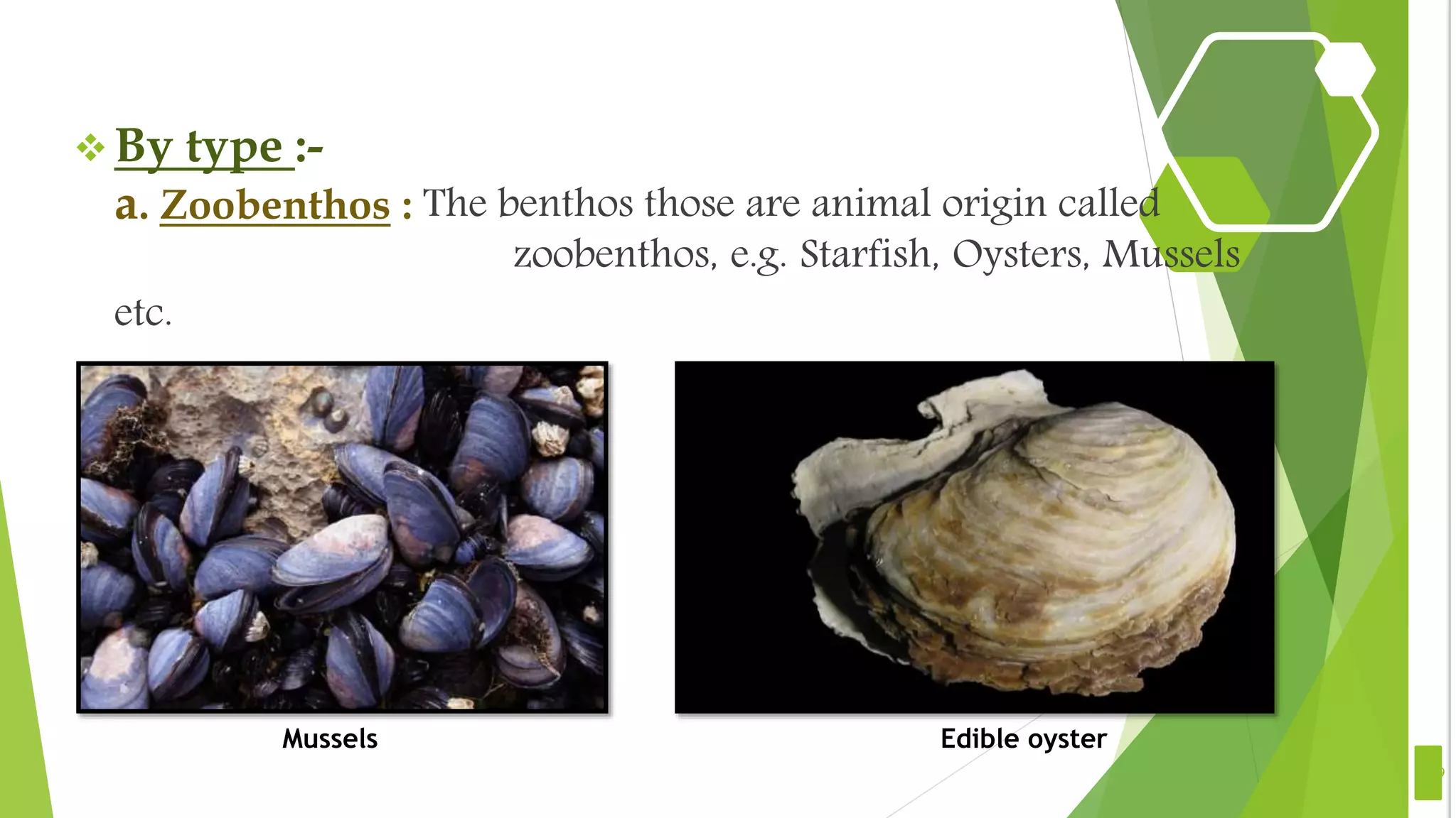 Benthos - types and their role in ecosystem | PPTX