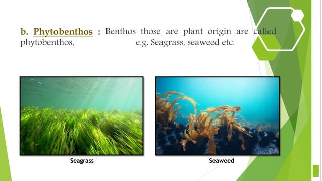 Benthos - types and their role in ecosystem | PPTX | Zoos & Aquariums ...