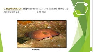 Benthos - types and their role in ecosystem | PPTX