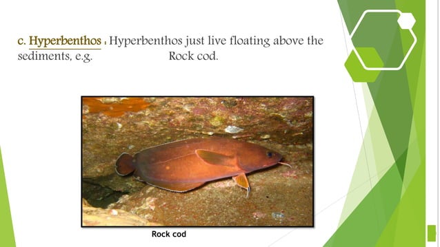 Benthos - types and their role in ecosystem | PPTX | Zoos & Aquariums ...