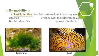 Benthos - types and their role in ecosystem | PPTX