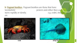 Benthos - types and their role in ecosystem | PPTX