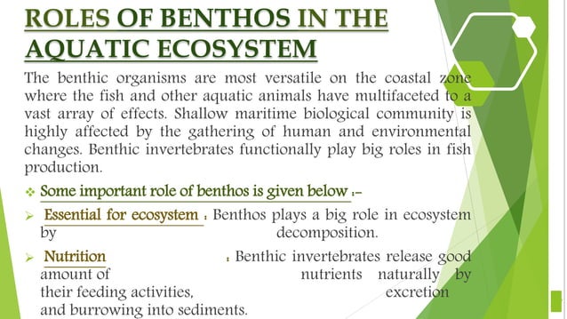 Benthos - types and their role in ecosystem | PPTX | Zoos & Aquariums ...