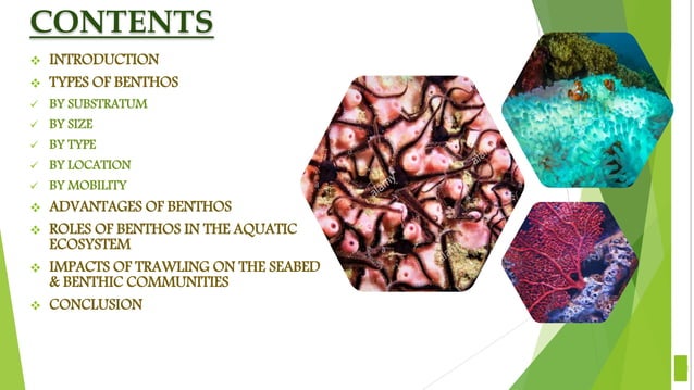 Benthos - types and their role in ecosystem | PPTX | Zoos & Aquariums ...