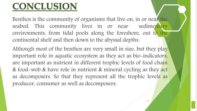 Benthos - types and their role in ecosystem | PPTX | Zoos & Aquariums ...
